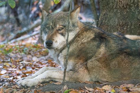 Lobo Mongol En Un Bosque Caducifolio De Cerca 9739738 Foto De Stock En