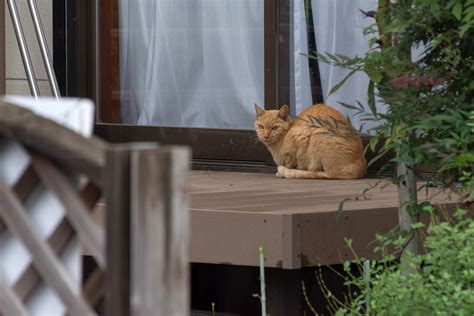 四回連続オッドアイ 一日一猫