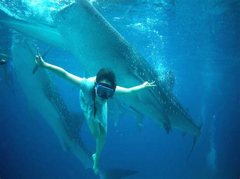 조인 투어 세부 오슬롭 고래상어 투어 And 투말록 폭포 투어 Join Tour Cebu Oslob Whale Shark