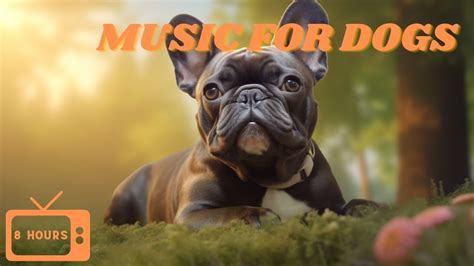 Dog Sleep Calming Adventure Videos For Fighting Anxiety Help The Dog