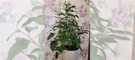 Лимонное дерево купить в Липецке Товары для дома и дачи Авито