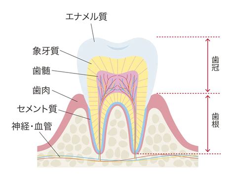 基礎から学ぶ口腔歯口蓋唾液腺舌解剖学 PTOT国試対策 ー西島ゼミー