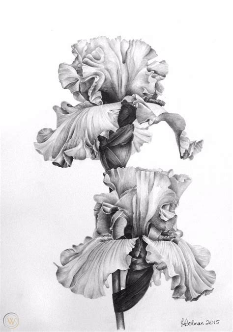 A Pencil Drawing Of Two Flowers On A White Background