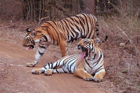 10 Reasons To Visit Pristine Tamia Lesser Known Destination In Mp