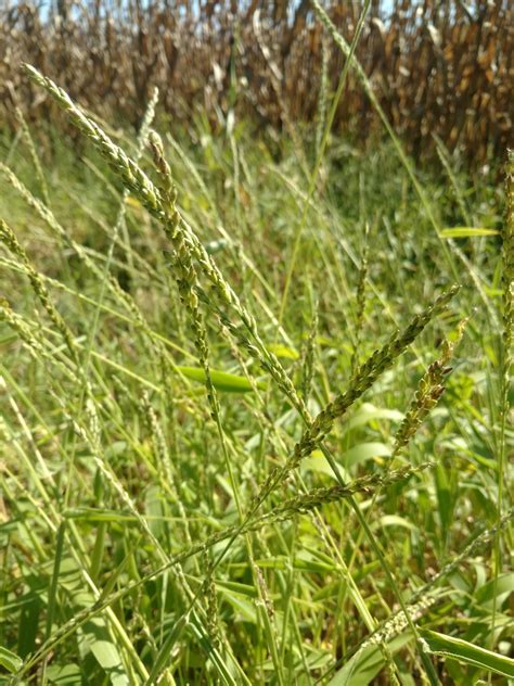About Texas Signalgrass Maryland Biodiversity Project