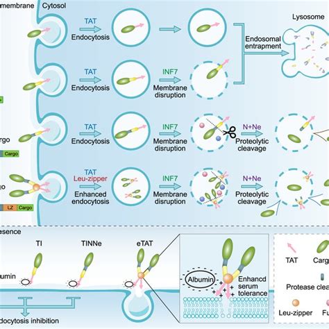 Schematic Illustration Of Intracellular Delivery Mediated By Etat And
