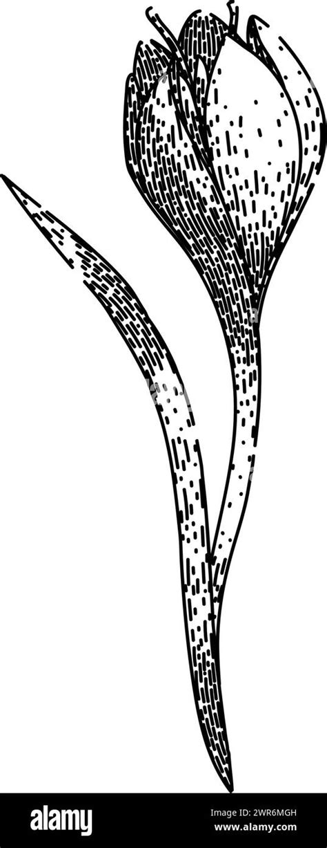 Garden Crocus Sketch Hand Drawn Vector Stock Vector Image And Art Alamy