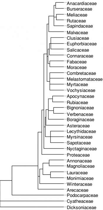 Networks Of Epiphytic Orchids And Host Trees In Brazilian Gallery Forests Journal Of Tropical