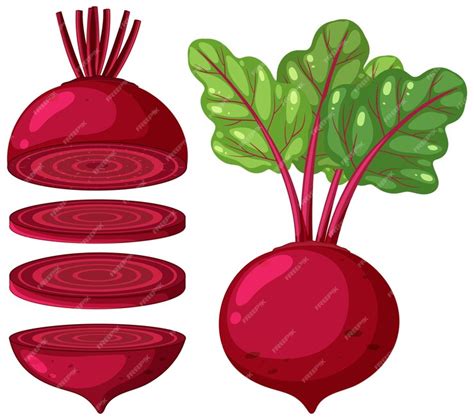 비트 뿌리 전체 및 얇게 썬 조각 무료 벡터