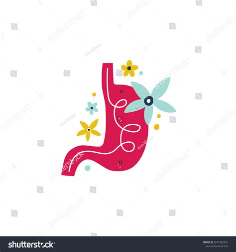 Healthy Human Stomach Vector Flat Illustration Stock Vector Royalty