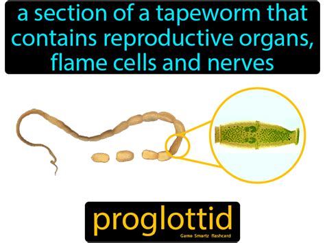 Proglottids The Self Contained Units Of A Tapeworms Body Mudfooted