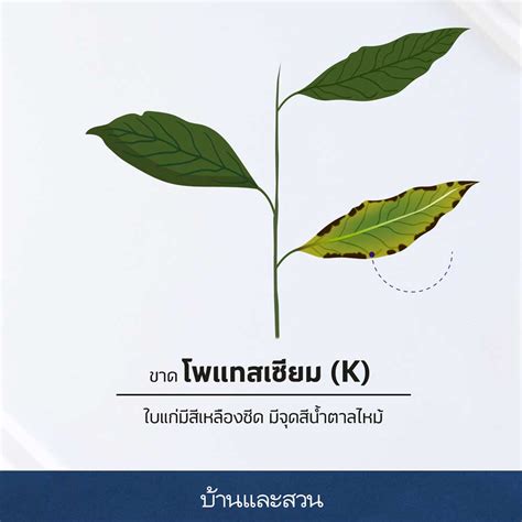 อาการแบบนี้ พืชขาดสารอาหารตัวไหนกันนะ บริษัทบุญพืช ประเทศไทยจำกัด