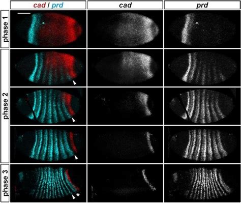 Cad And Prd Exhibit Complementary Spatiotemporal Dynamics Phase 1 The