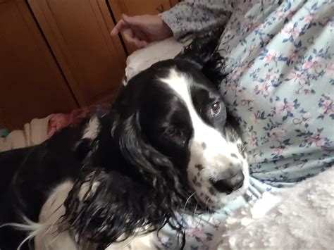 Sadie Marie Needs Snuggles Rspringerspaniel