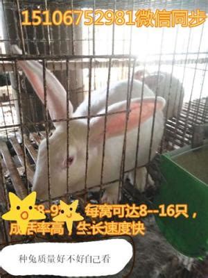 甘肃獭兔养殖场 杂交野兔兔苗的价格多少钱 中科商务网