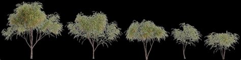 Premium Photo 3d Illustration Of Set Callistemon Viminalis Tree Isolated On Black Background