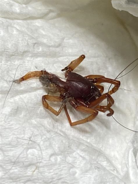 Gf Killed This Bug Never Seen It Before Rwhatsthisbug