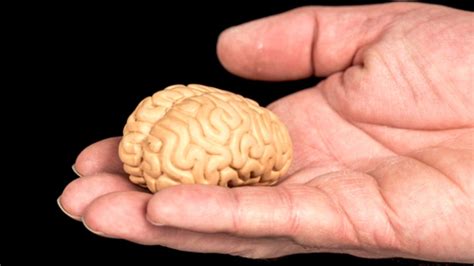 Scientists Create The First Human Mini Brain With Multiple Connected