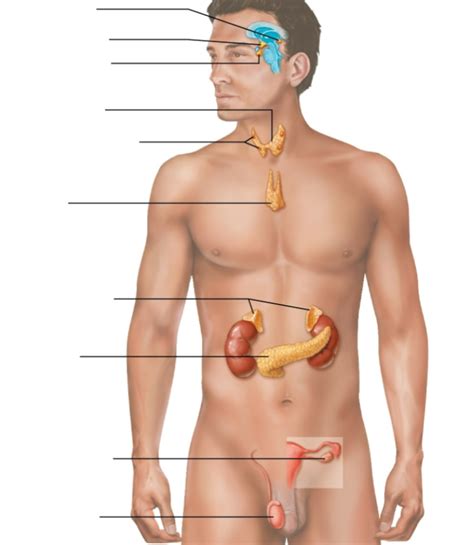 Lab Quiz 5 Diagram Quizlet