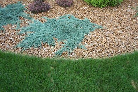 Growing The Blue Rug Juniper Juniperus Horizontalis Perennial Evergreen Shrub Groundcover