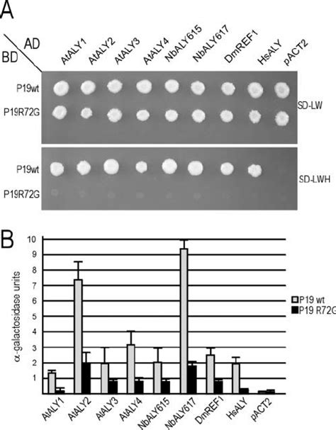 Yeast Two Hybrid Analysis Of P19 ALY Interactions A Yeast Growth On