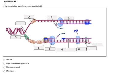Solved Question 47 In The Figure Below Identify The Molecules Labeled D Helicase Single
