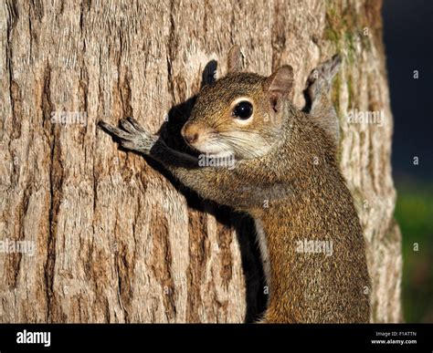 Eastern Grey Squirrel Front Paws Stretched Wide Appearing To Hug The