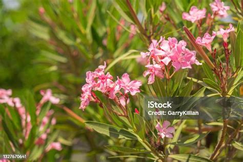 Nerium Oleander Bunga Warna Merah Muda Adelfa Tanaman Kebun Beracun Yang Biasa Ditanam Foto Stok