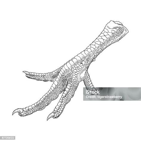 치킨 닭 터키 발 손 그리기 조각 스타일입니다 국내 농장 조류 또는 암 탉 피트 고립 된 백색 배경에 블랙입니다 벡터입니다 갈고리 발톱에 대한 스톡 벡터 아트 및 기타