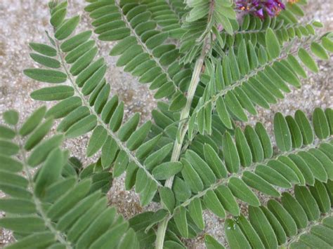 Lead Plant