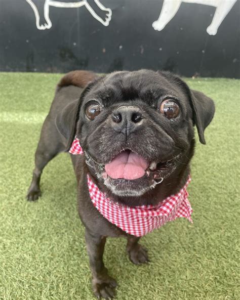 Londyn Was Found As A Pug Nation Rescue Of Los Angeles Facebook