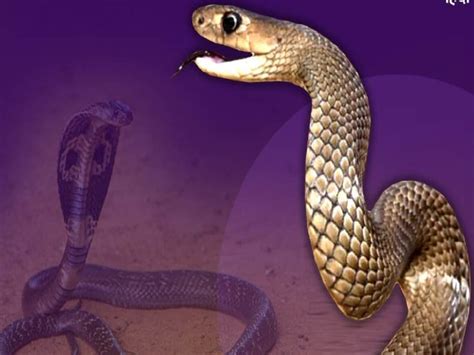Snakes মেরে ফেললেও কি বেঁচে থাকে সাপ কাটা মাথা দিয়ে ছোবল মারে জানুন