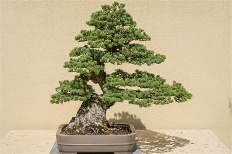 Discover The 20 Different Types Of Bonsai Trees