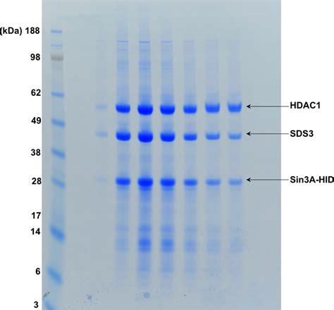 Recombinant Protein Expression For Structural Biology In Hek 293f