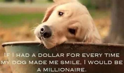 Funny Golden Retriever Memes Golden Retriever Birthday Meme 13 Best