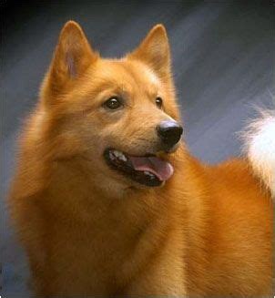 Karelo Finnish Laika Karelo Finskaya Layka Karelo Finnish Husky