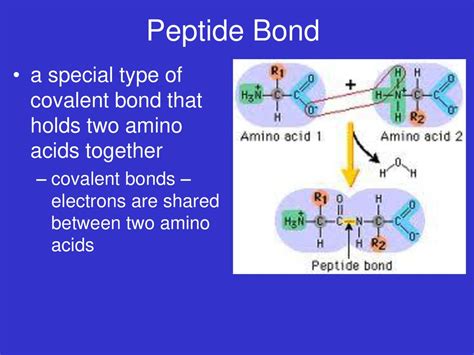 Proteins and Translation - ppt download