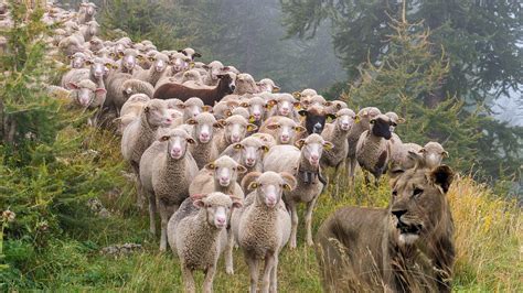 9 Greek Proverb An Army Of Sheep Led By A Lion Will
