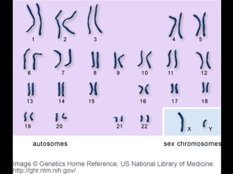 Chapter 19 Heredity Lesson 3 Complete And Incomplete Dominance
