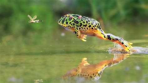 How High And Far Can A Frog Jump Statistics
