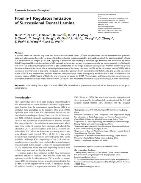 Pdf Fibulin 1 Regulates Initiation Of Successional Dental Lamina