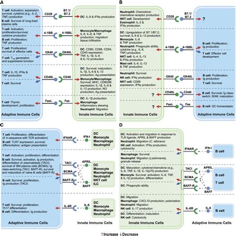 Maria Moreno Fernandez On Linkedin The Bidirectional Immune Crosstalk
