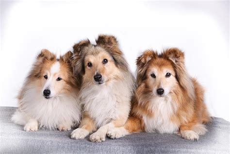 How To Perform An Ear Flush On A Dog My Pet Shops