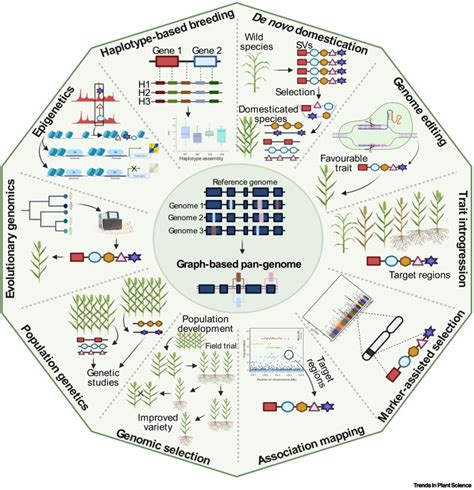 Pan Genome For Pearl Millet That Beats The Heat Trends In Plant Science