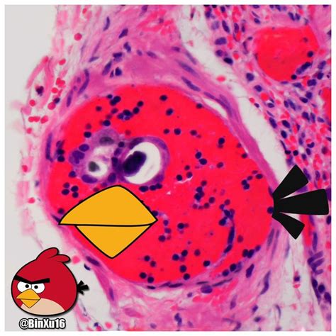 A Histology Blog With A Twist 🔬 Blog Twist Pattern