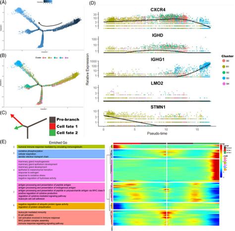 Singlecell Transcriptome Sequencing Of Bcell Heterogeneity And Tertiary Lymphoid Structure