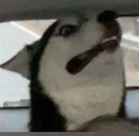 哈机密，你这家伙表情包图片 求表情网斗图从此不求人