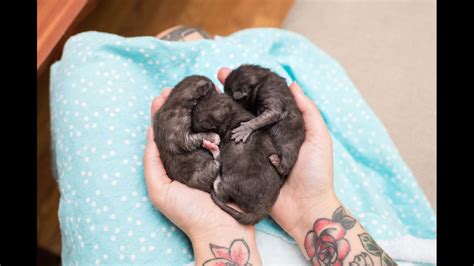 Rescuing Newborn Kittens - YouTube