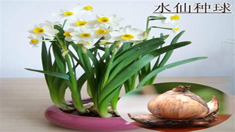 【養養養花花花】水仙花種球這樣種植，做好這一點，一天冒出大白根，新芽蹭蹭冒 Youtube