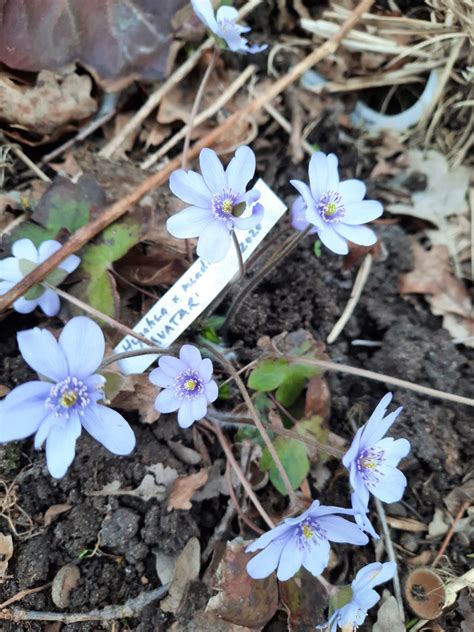 Hepatica X Media ´avatar ´ Keskmine Sinilill ´avatar ´ Lepiku Mardi Talu